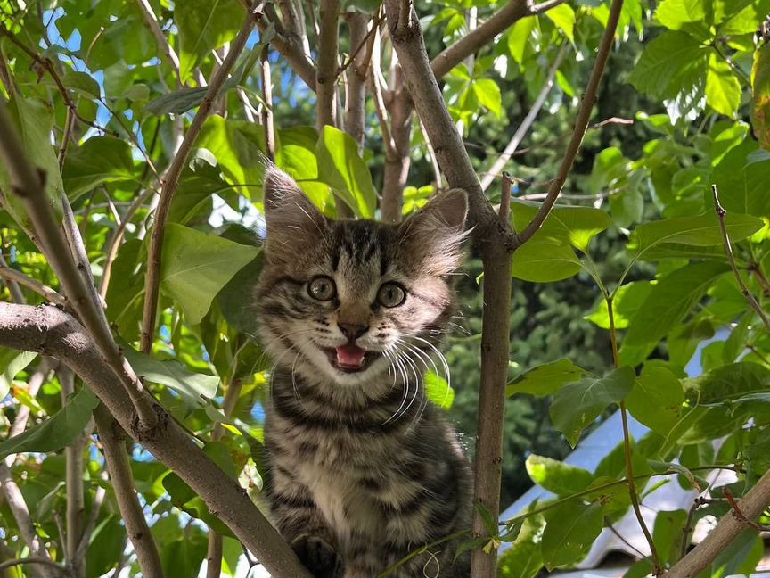 Ласковая милашка