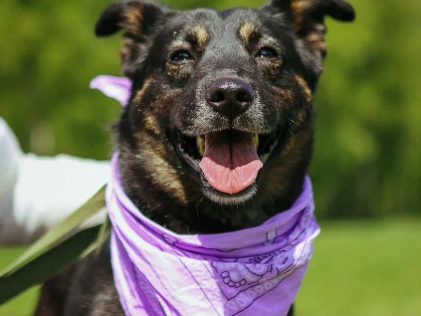 Собака из приюта в добрые руки