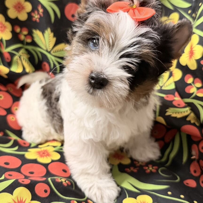 Бивер-йоркширский терьер, щенок