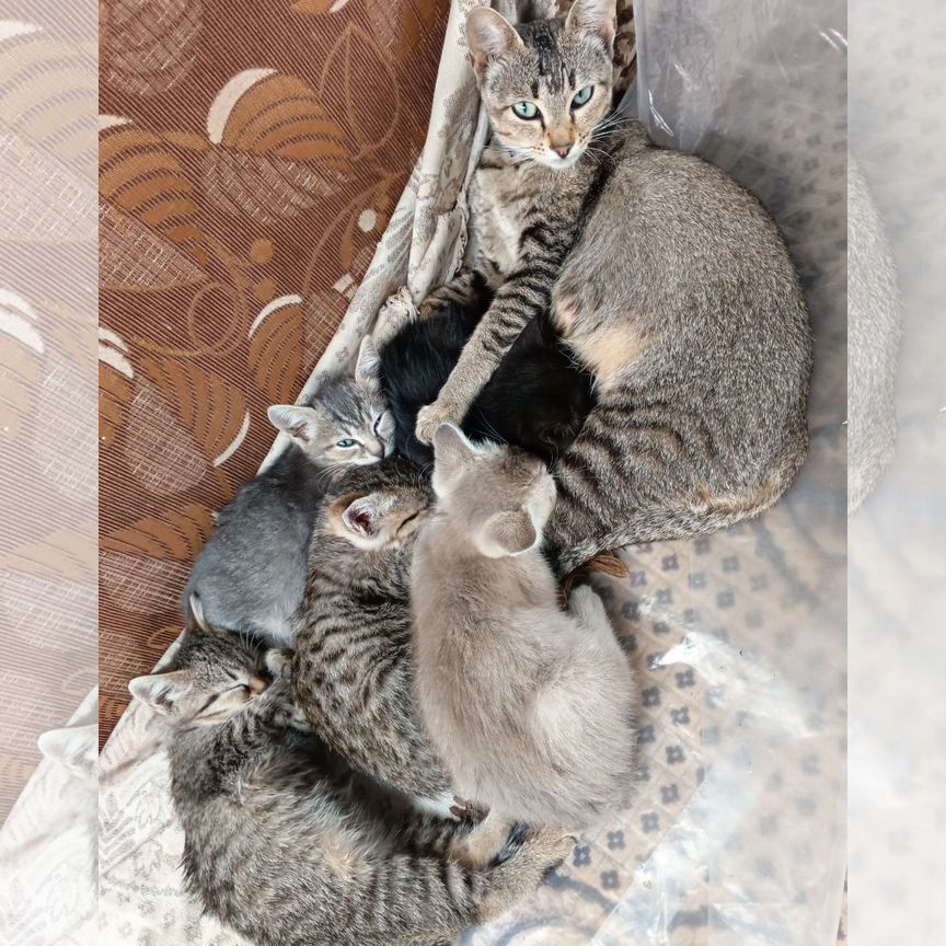 Котята в добрые руки бесплатно