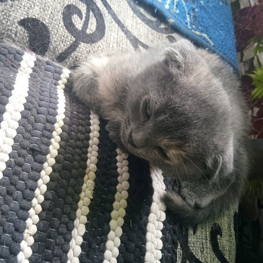 Продаються Вислоухие котята. К лотку приучены дев