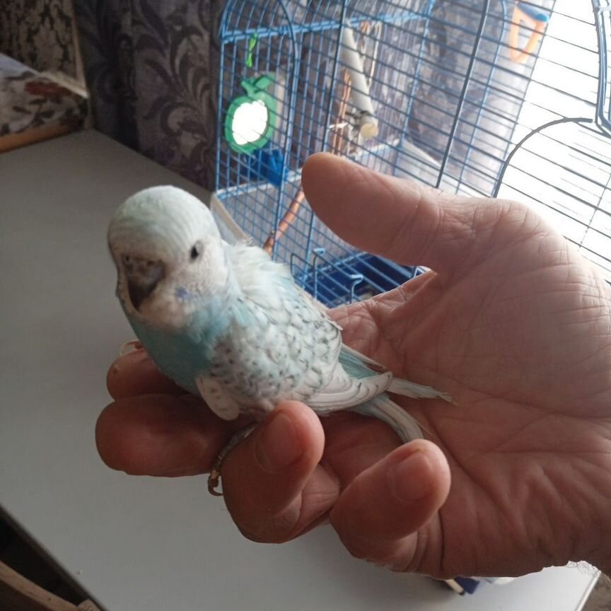 Волнистый попугай