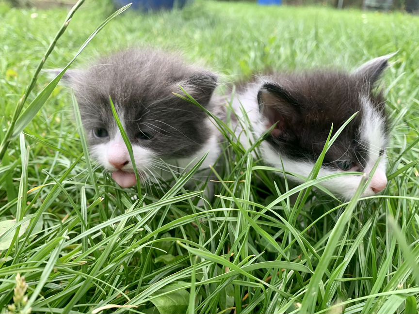 Котята мальчики сибирячки 14.08.23