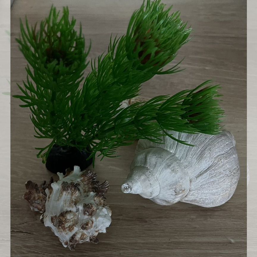 Ракушки и искуственные водоросли в аквариум