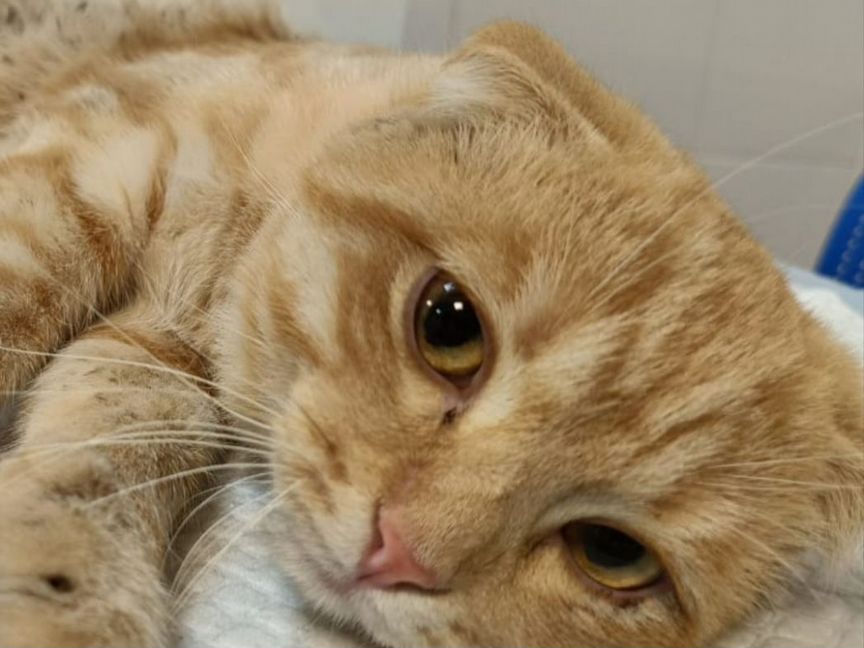 Потеряшки кошки