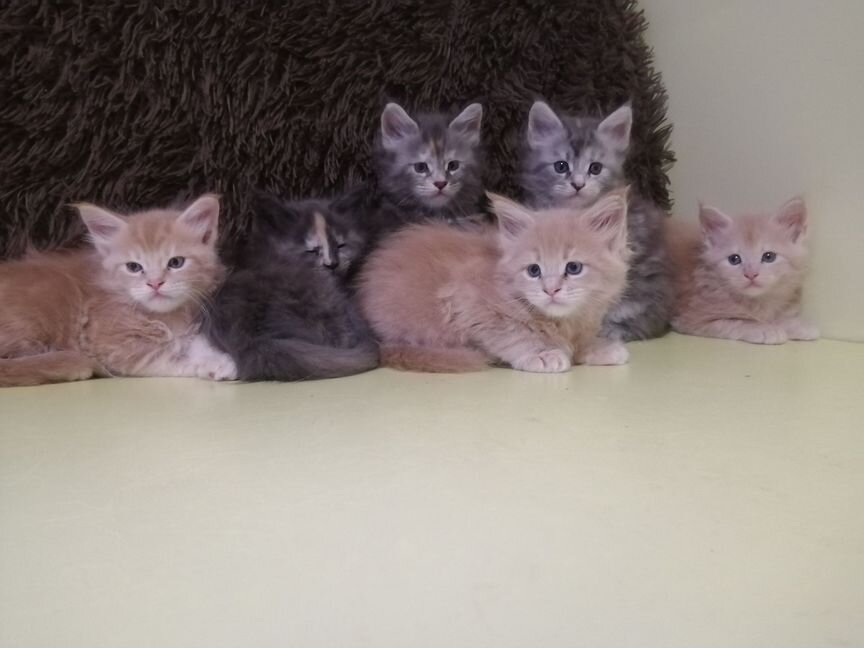 Котята мейн-кун