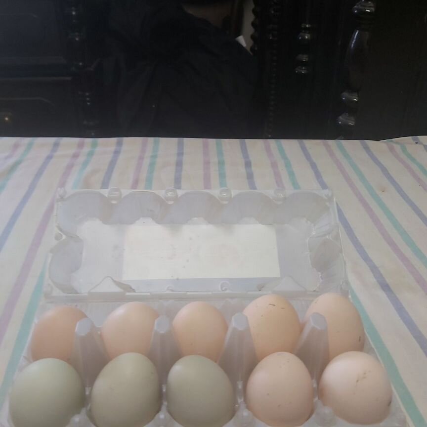 Инкубационное яйцо кур