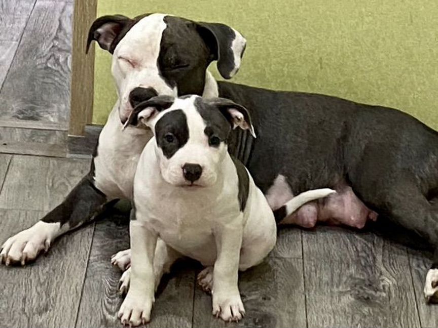 Асерикансктй стафордширский терьер