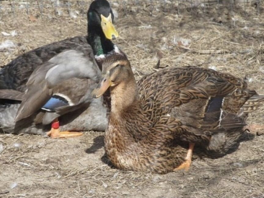 Инкубационное яйцо Руанской утки