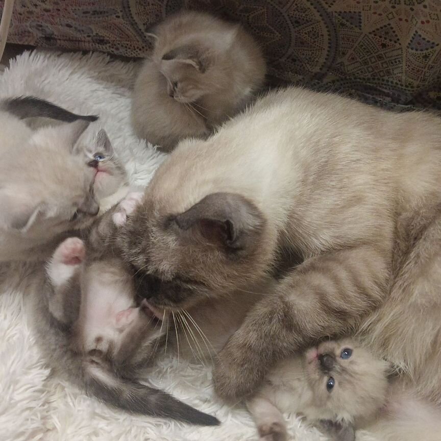 Тайские котята