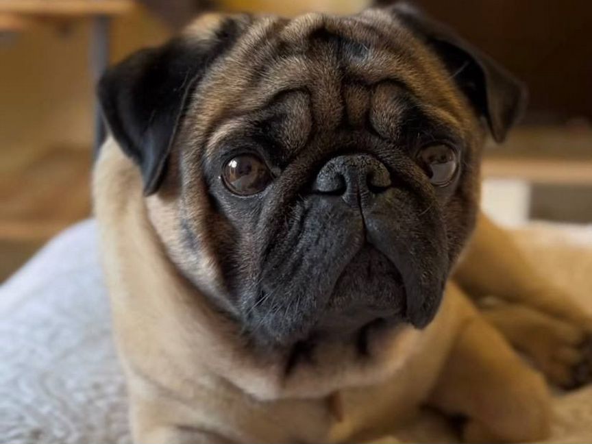 Мопс девочка 2 года