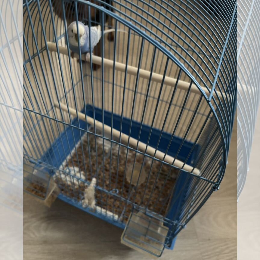 Волнистый попугай