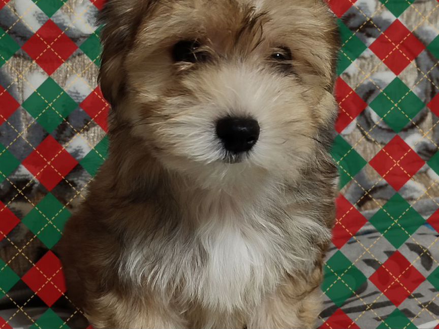 Мальчик Мальтезе+йорк