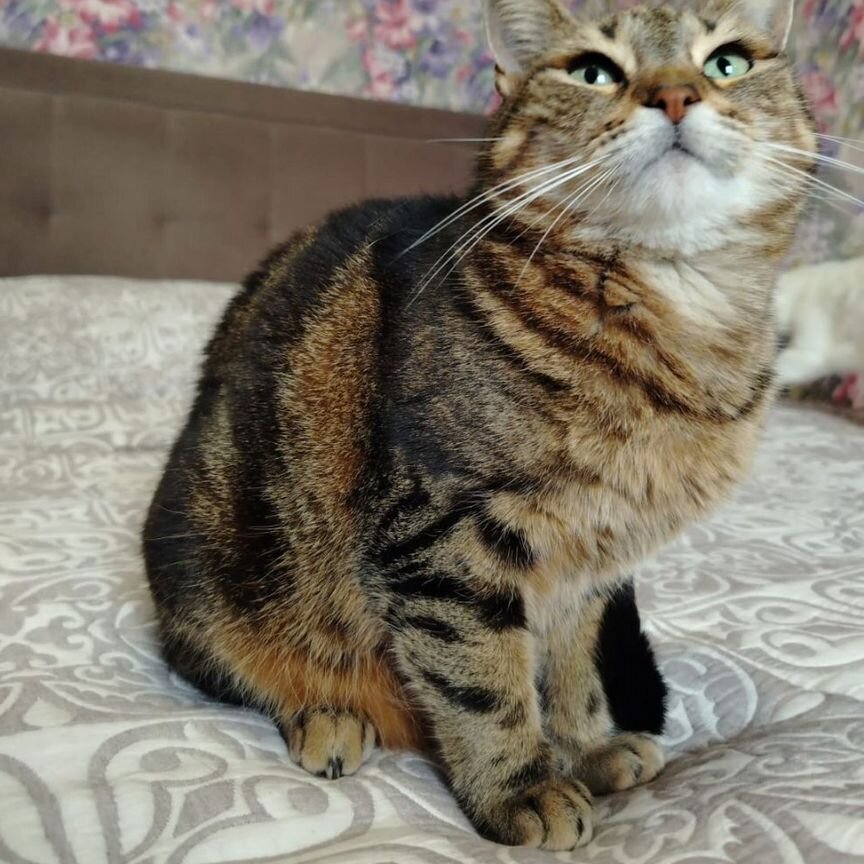 Взрослая, кошка в добрые руки