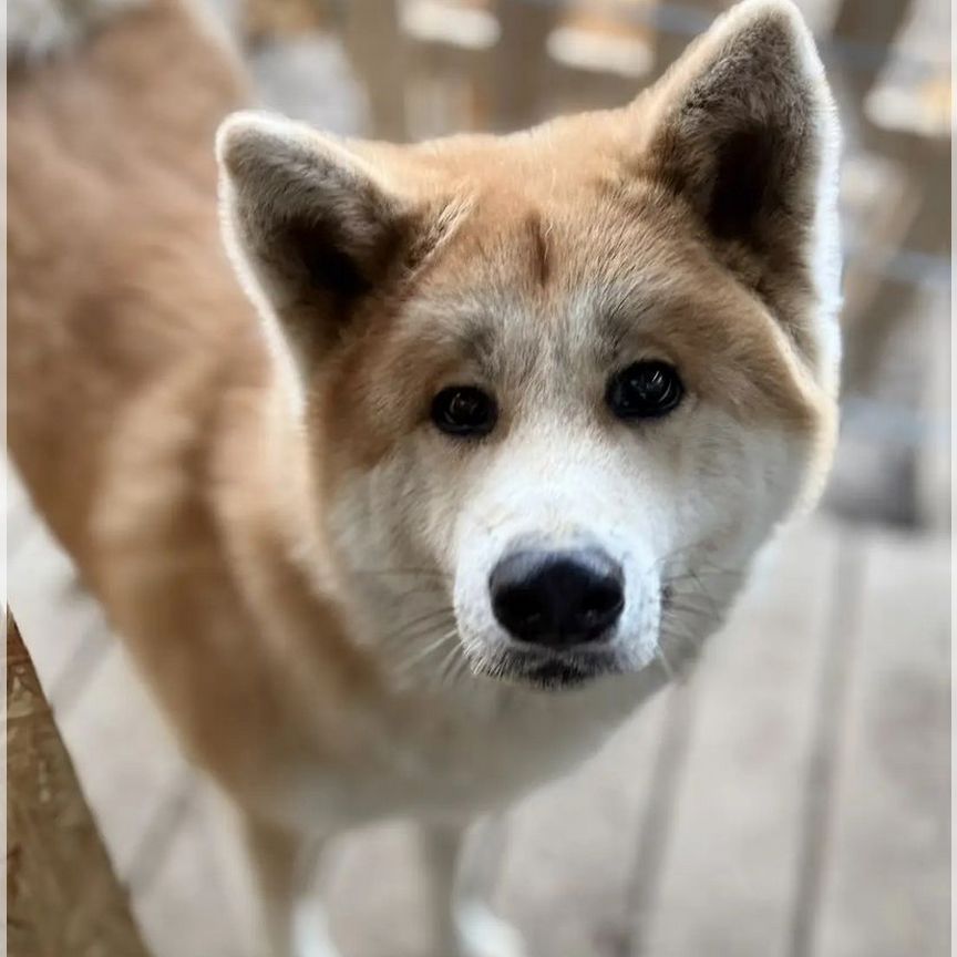 Акита-ину, взрослый пёс