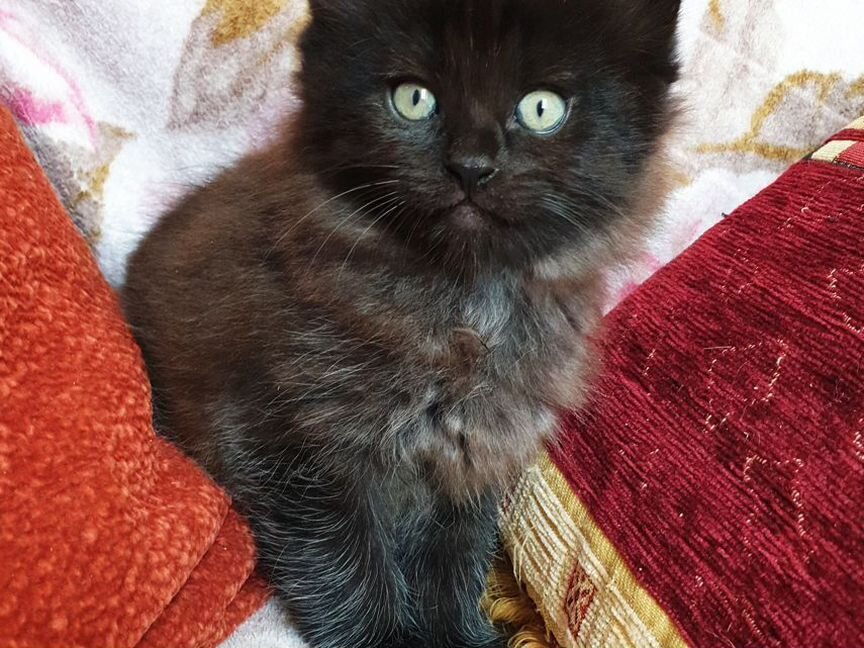 Метисы Мейн-куна, девочки