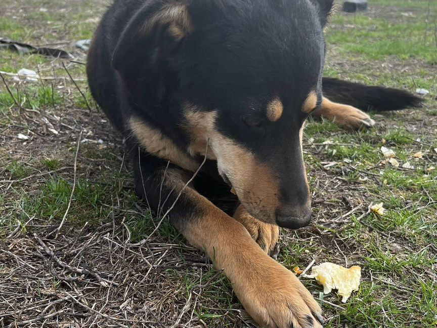 Отдам ротвейлера в добрые руки