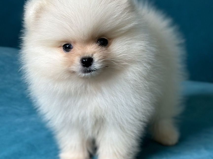 Померанский шпиц мальчики мини