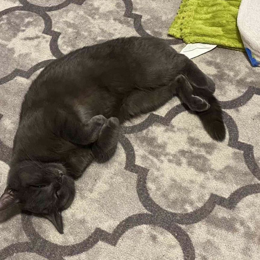 Кот
