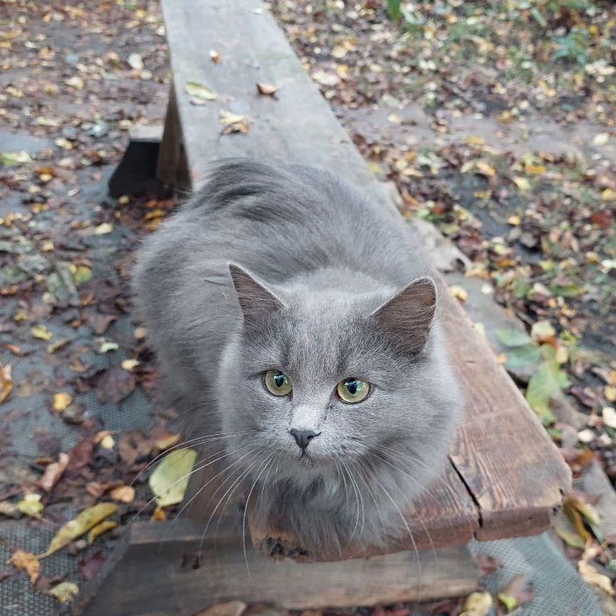 Отдам кота в добрые руки