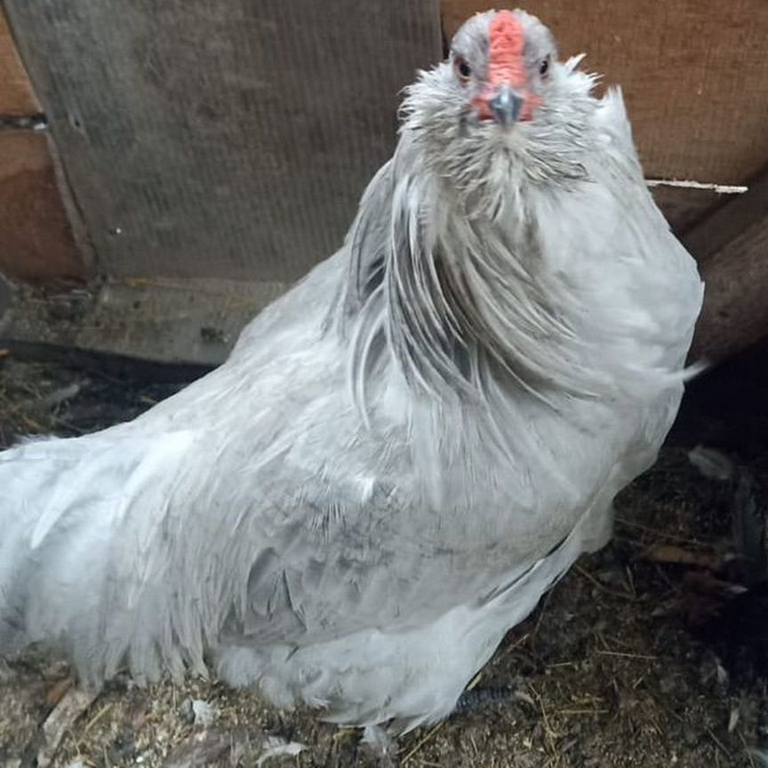 Петухи Амераукан лаванда