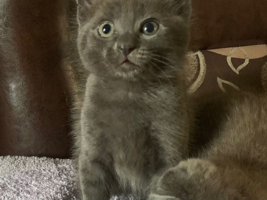 Котики бесплатно