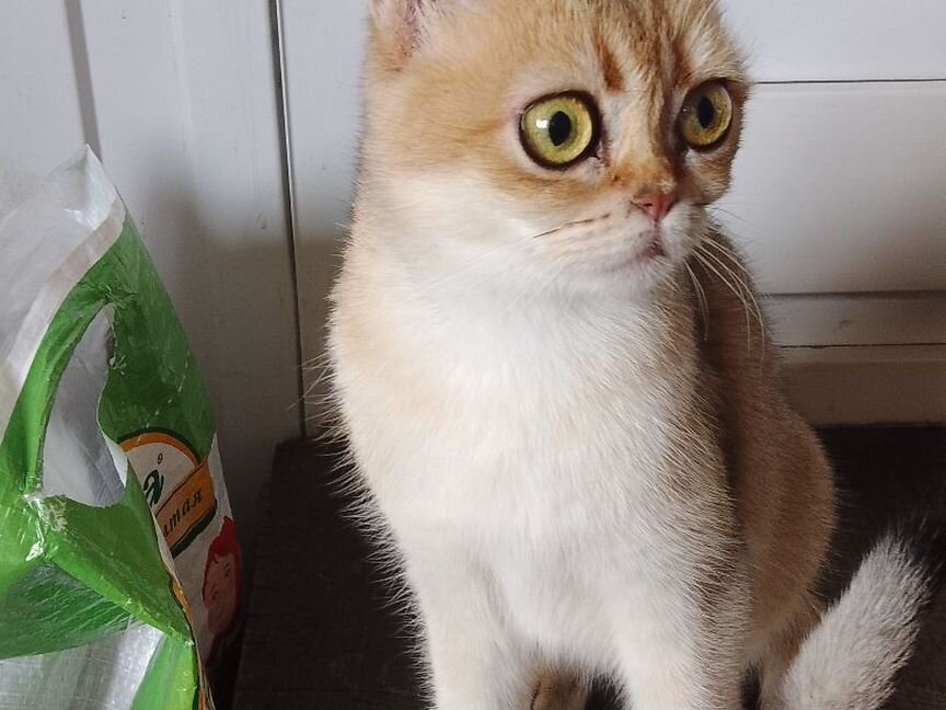 Кошка золотая шиншилла