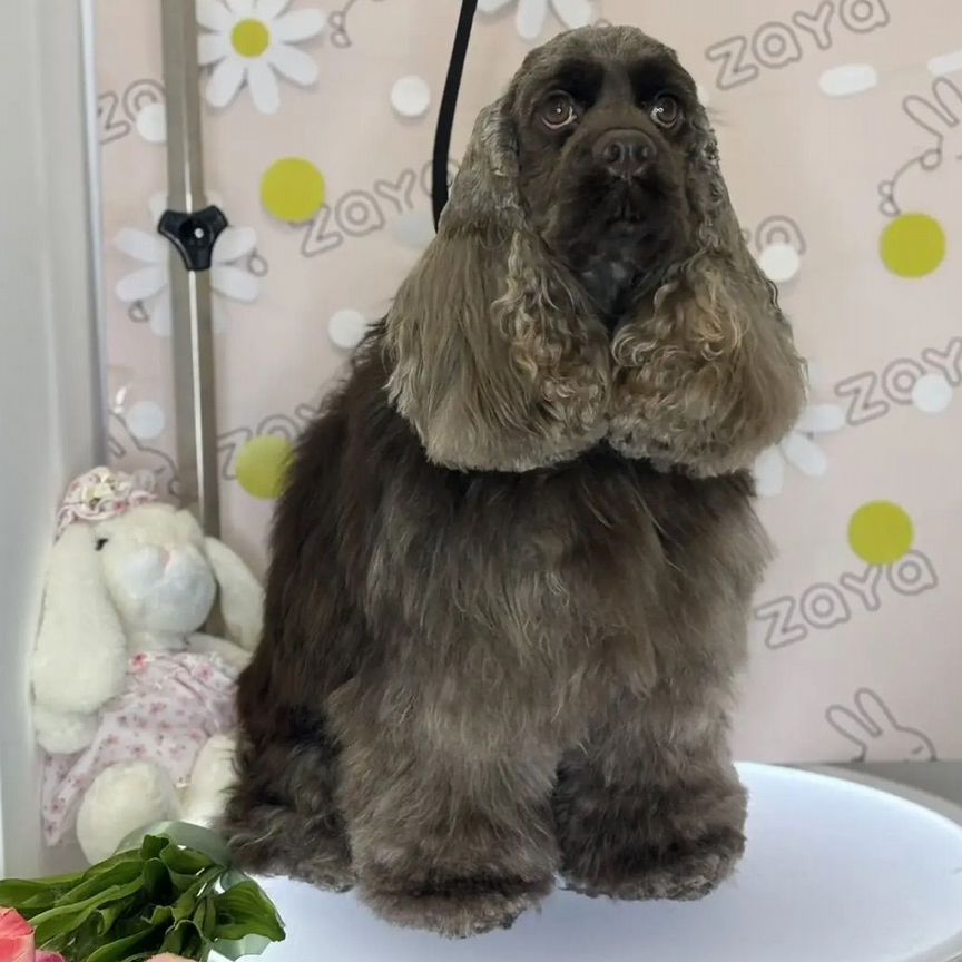 Американский кокер-спаниель, взрослый пёс