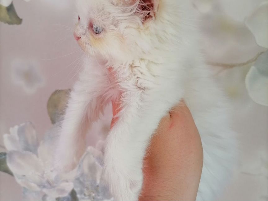 Селкирк страйт