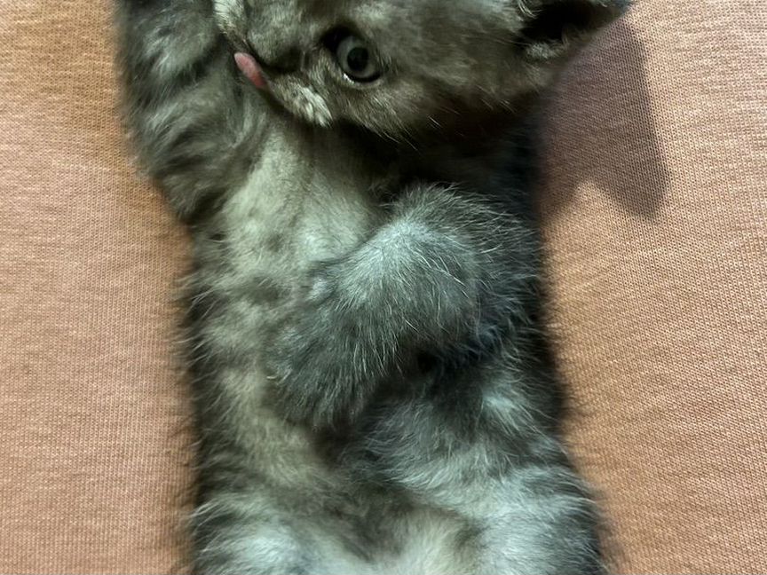 Кошечка шотландка