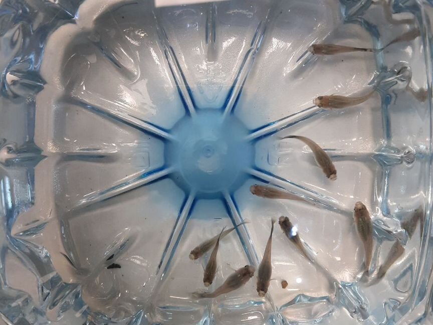 Гуппи самочки