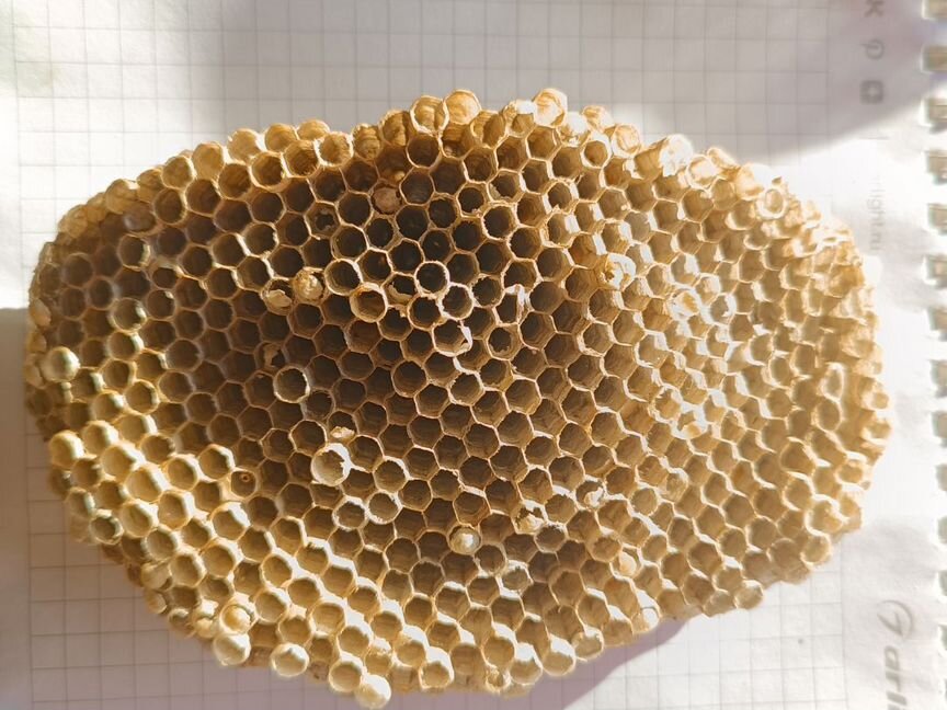 Осиное гнездо