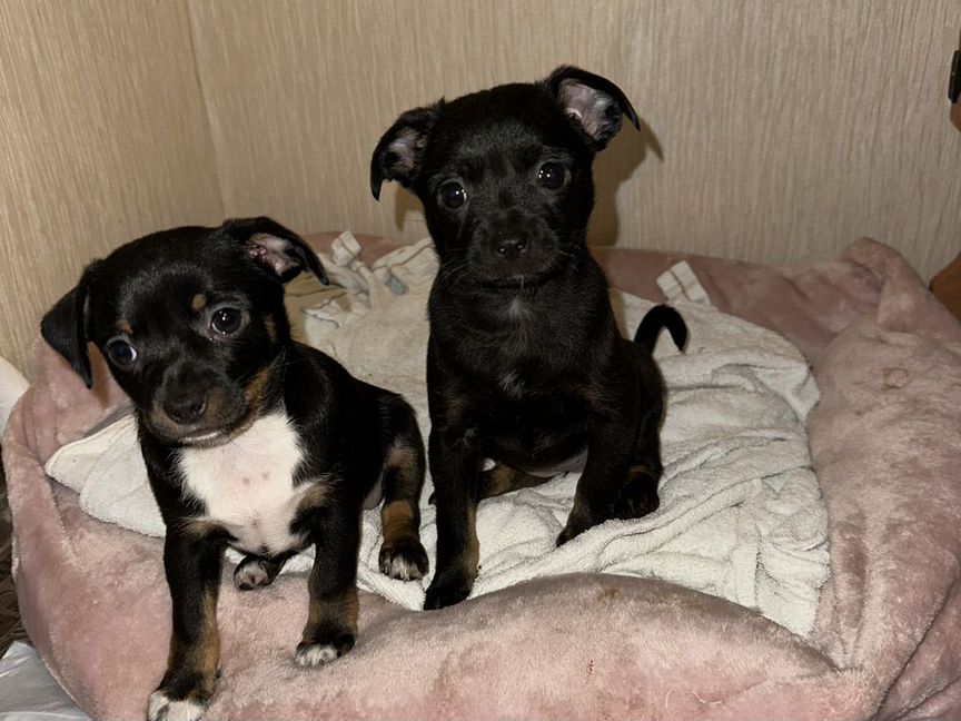 Щенки чихуахуа