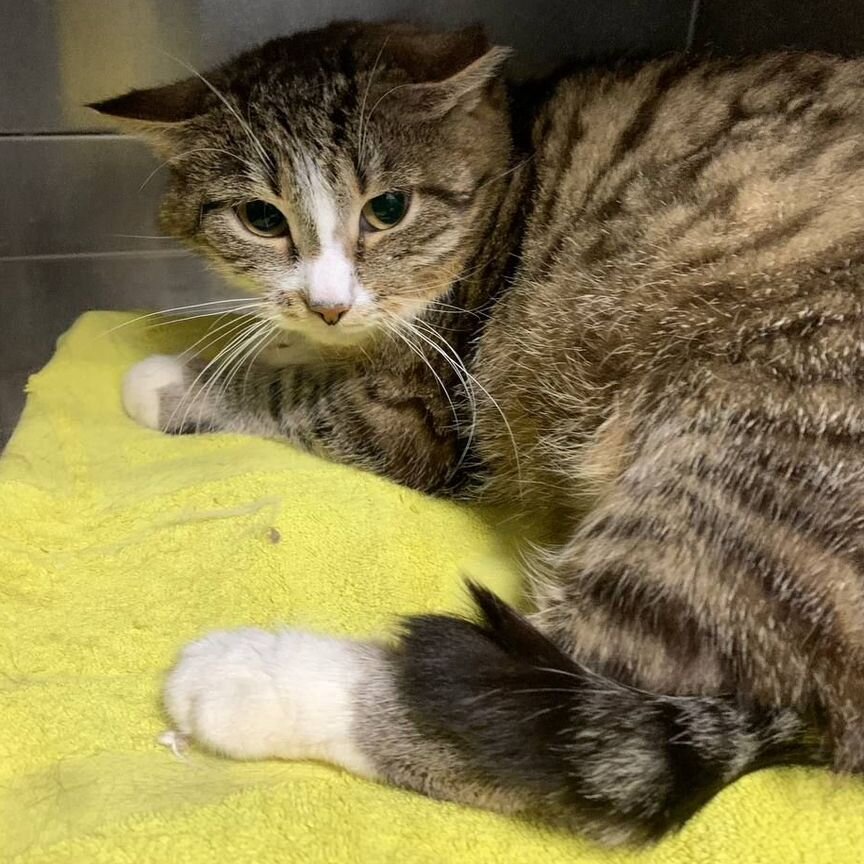 Взрослая, кошка в добрые руки