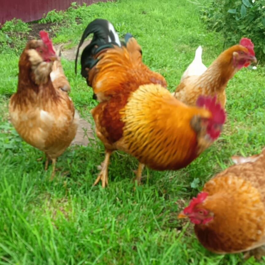 Курица наседка