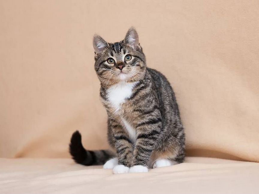 Котик в белых сапожках