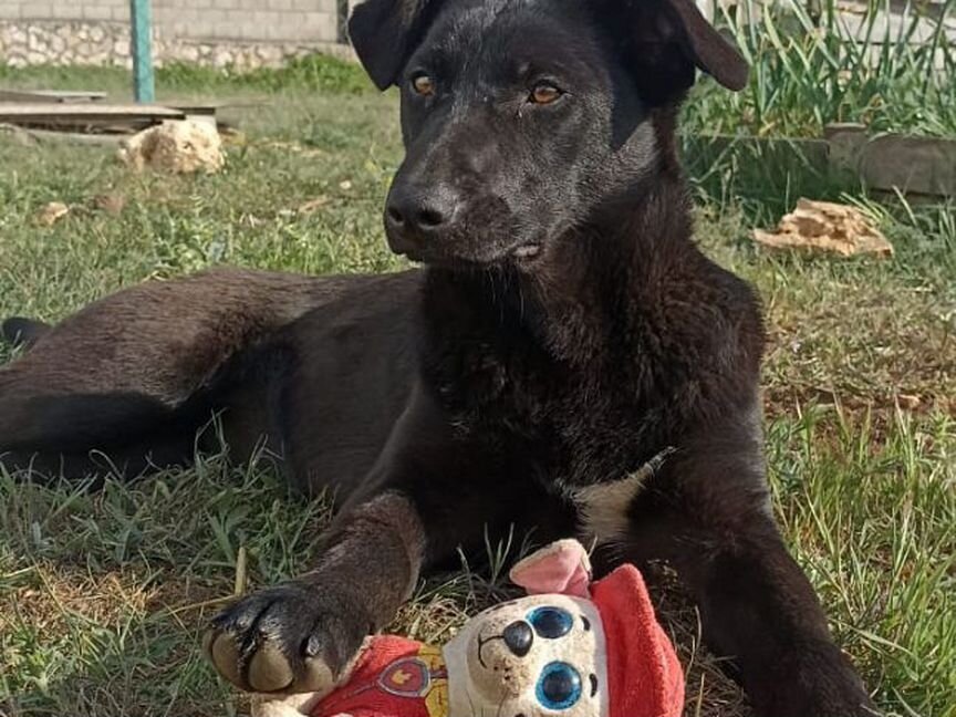 Собачка в добрые руки