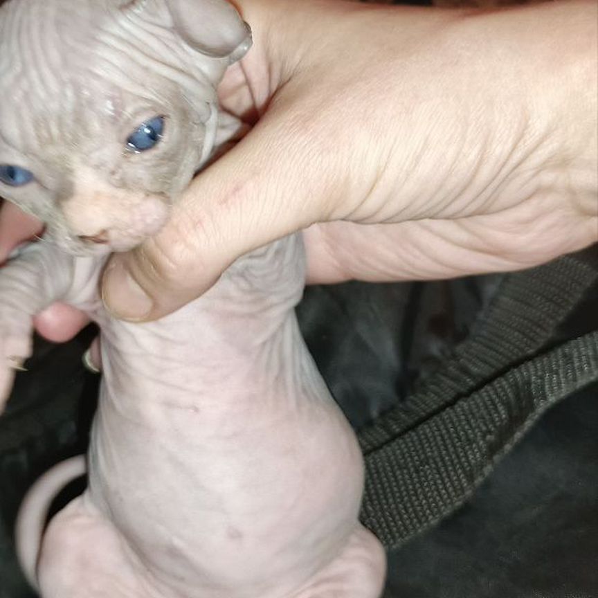 Канадский сфинкс котенок