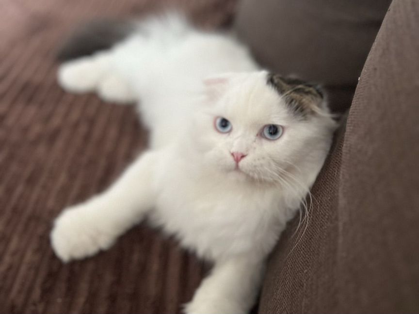 Котик чистокровный шотландский вислоухий