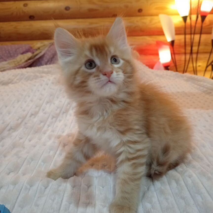 Котята мейн-кун