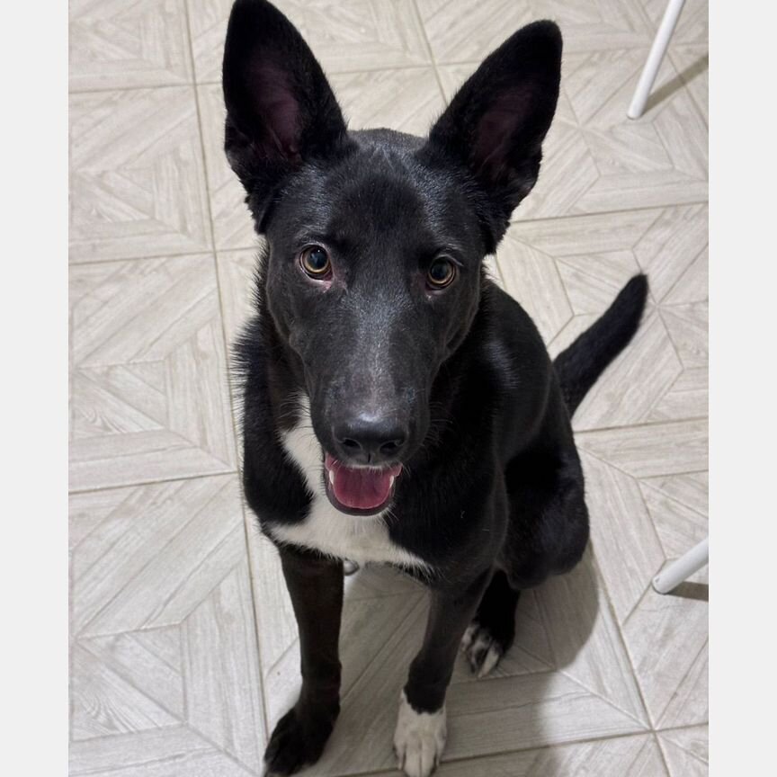 Айка ищет дом