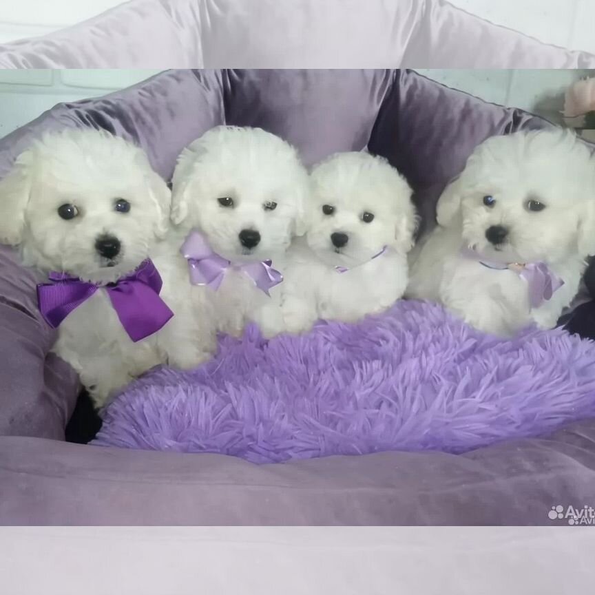 Бишон фризе, щенок