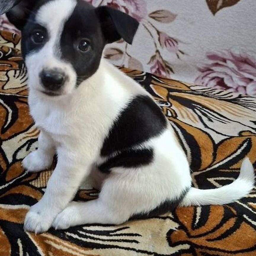 Джек-рассел-терьер, щенок