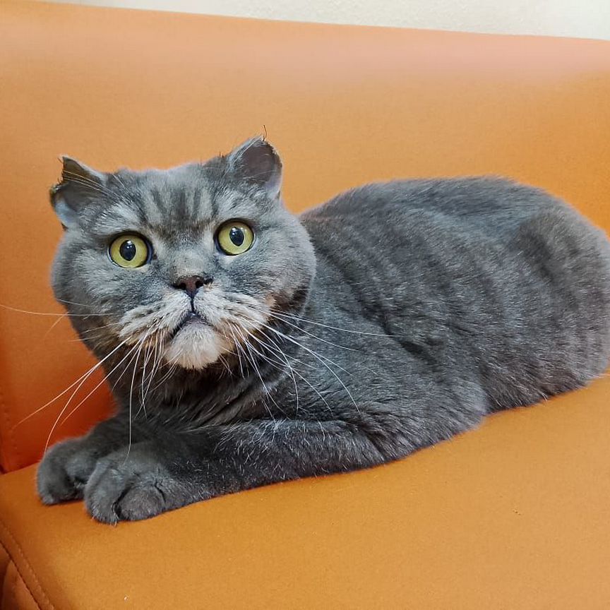 Кот Шотландский серый. Бесплатно