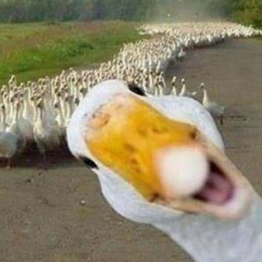 Гуси на мясо на развод