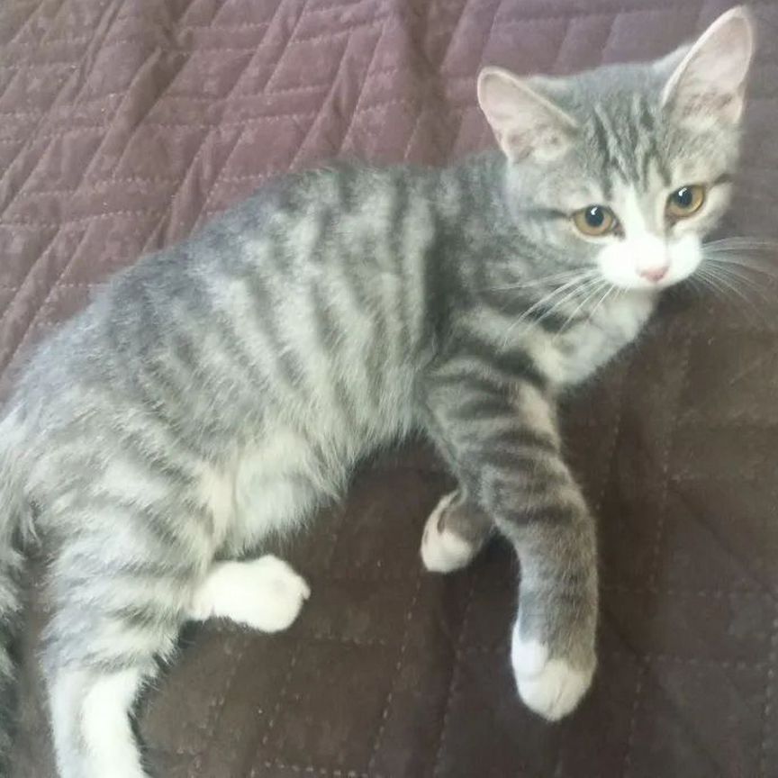 Котёнок в добрые руки