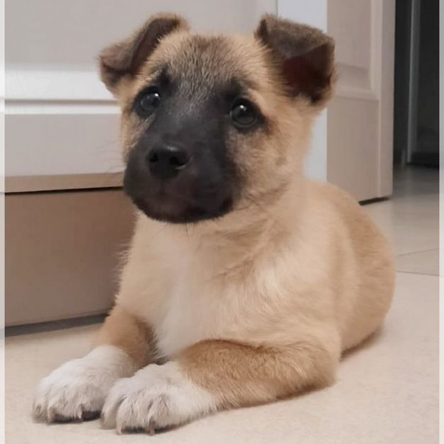 Щенок мальчик в добрые руки