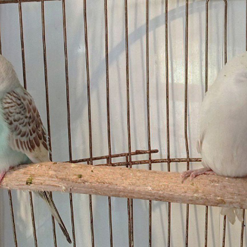 Волнистый попугай