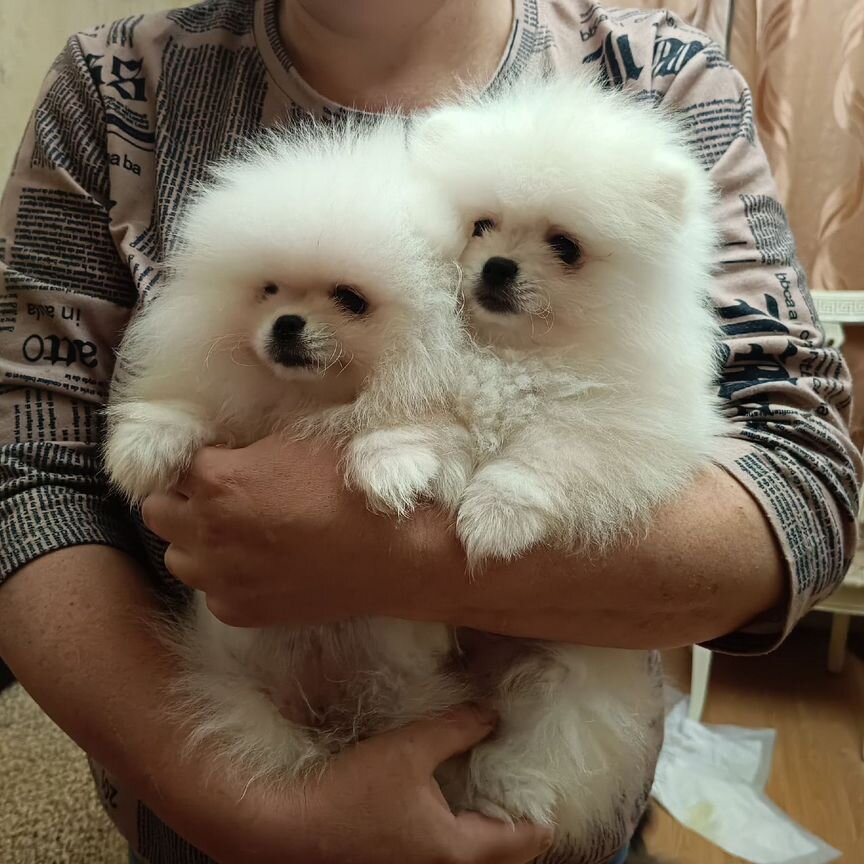 Померанский шпиц, щенок