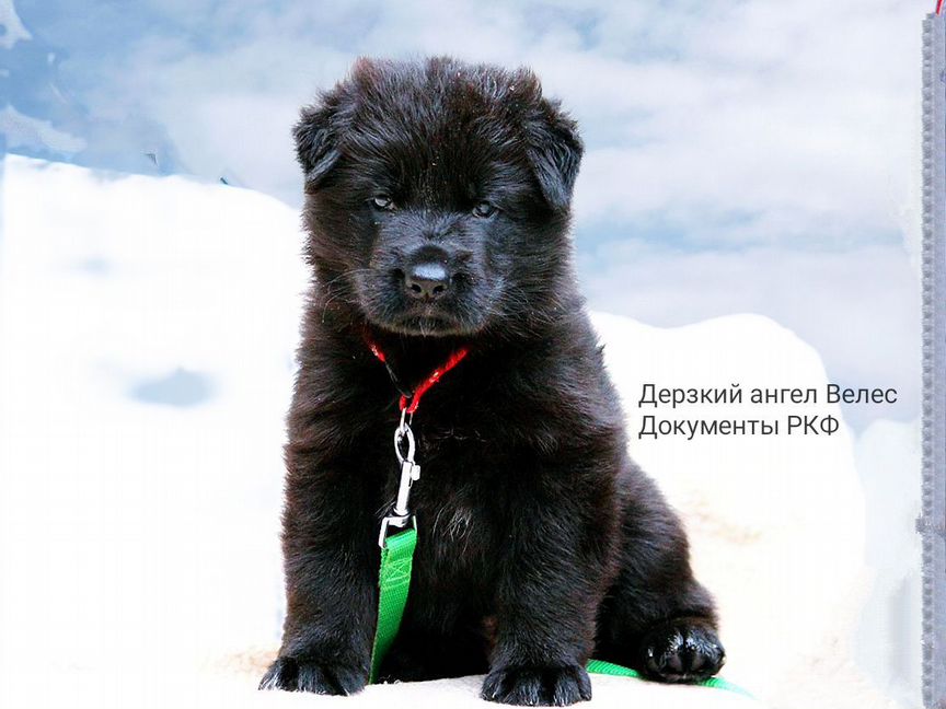 Щенки немецкой овчарки длинношерстной